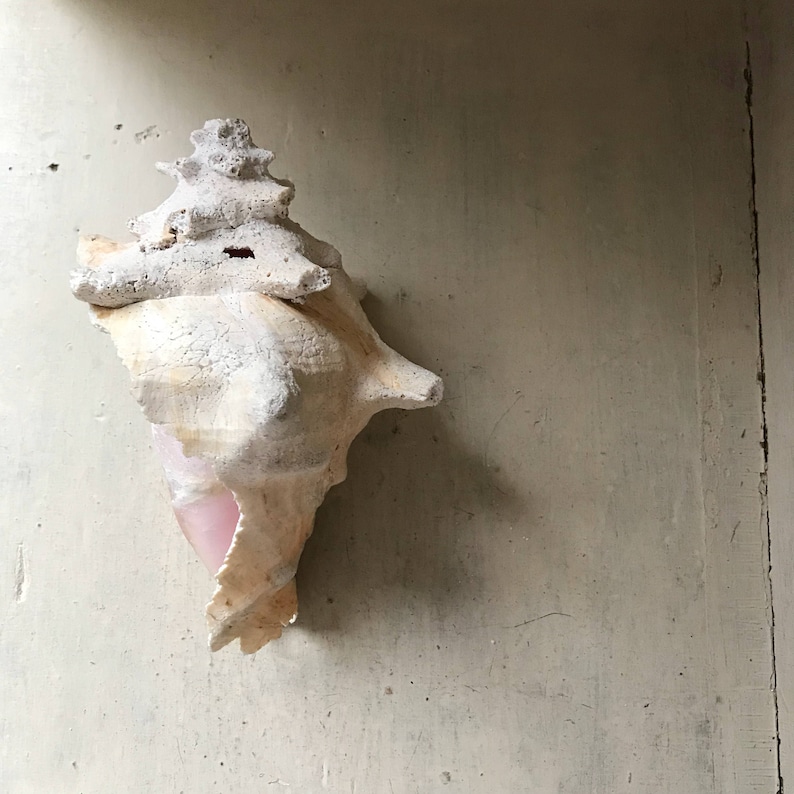 Conch Shell Nautical Beach Style Vintage Conch Seashell | Etsy