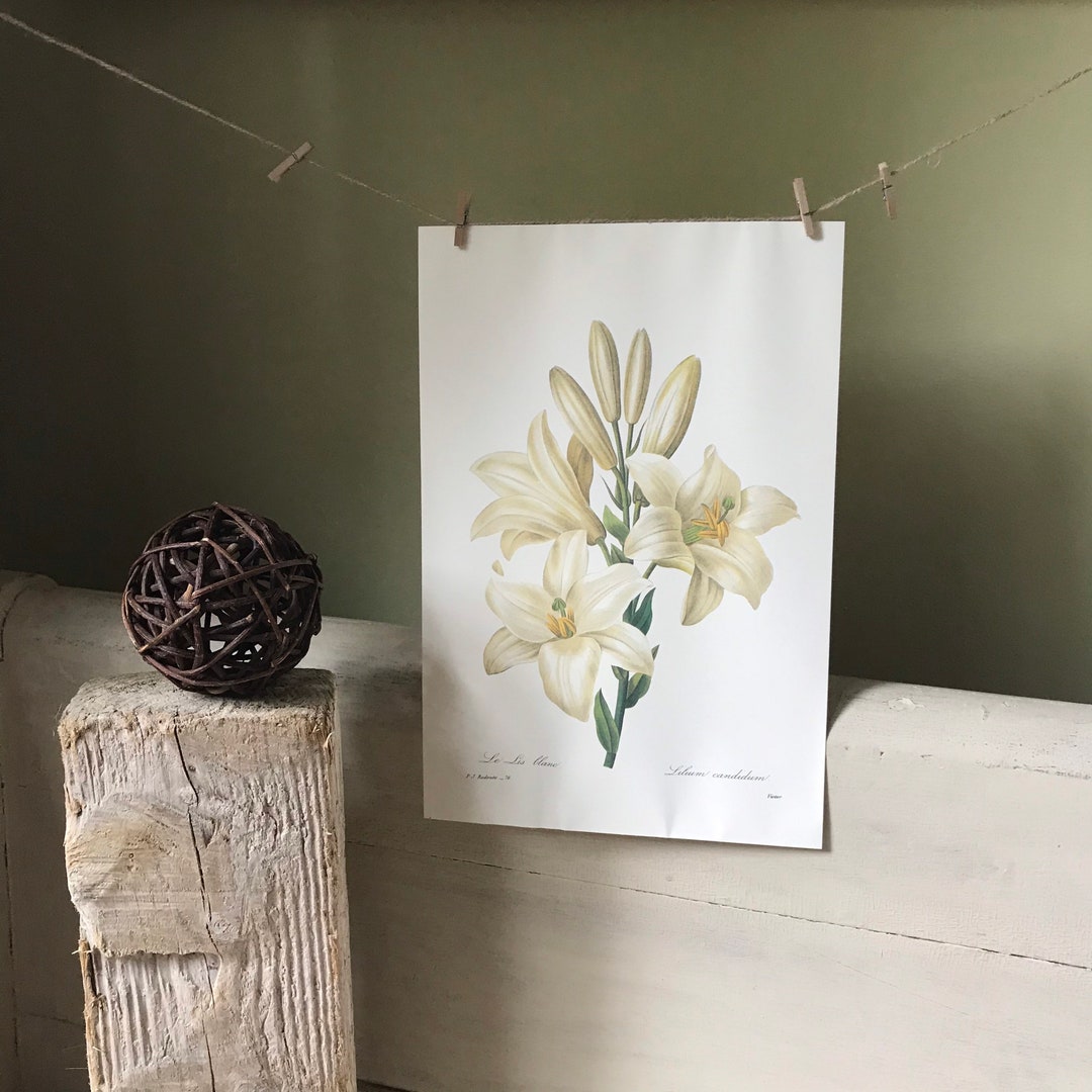 White Lily by Pierre-joseph Redoute, Fine Art Botanical Print, Redoute ...