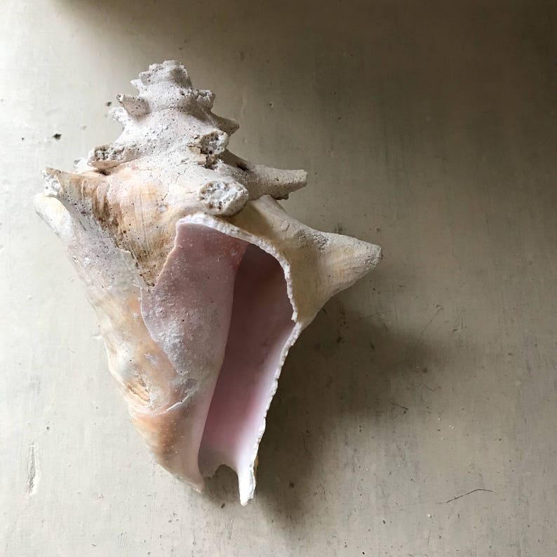 Conch Shell Nautical Beach Style Vintage Conch Seashell | Etsy