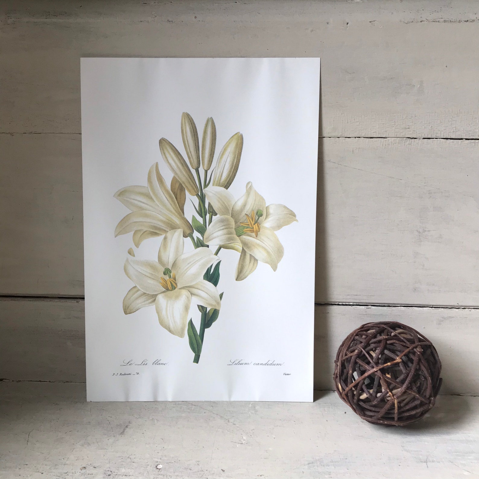 White Lily by Pierre-joseph Redoute Fine Art Botanical Print - Etsy