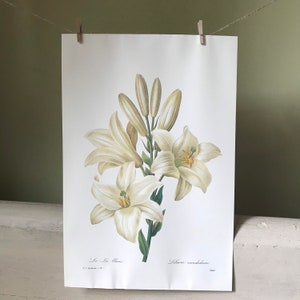 White Lily by Pierre-joseph Redoute, Fine Art Botanical Print, Redoute ...