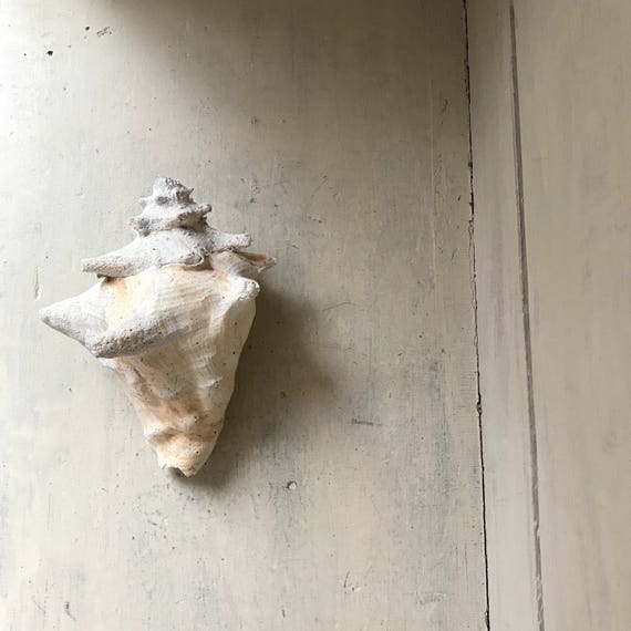 Conch Shell Nautical Beach Style Vintage Conch Seashell | Etsy