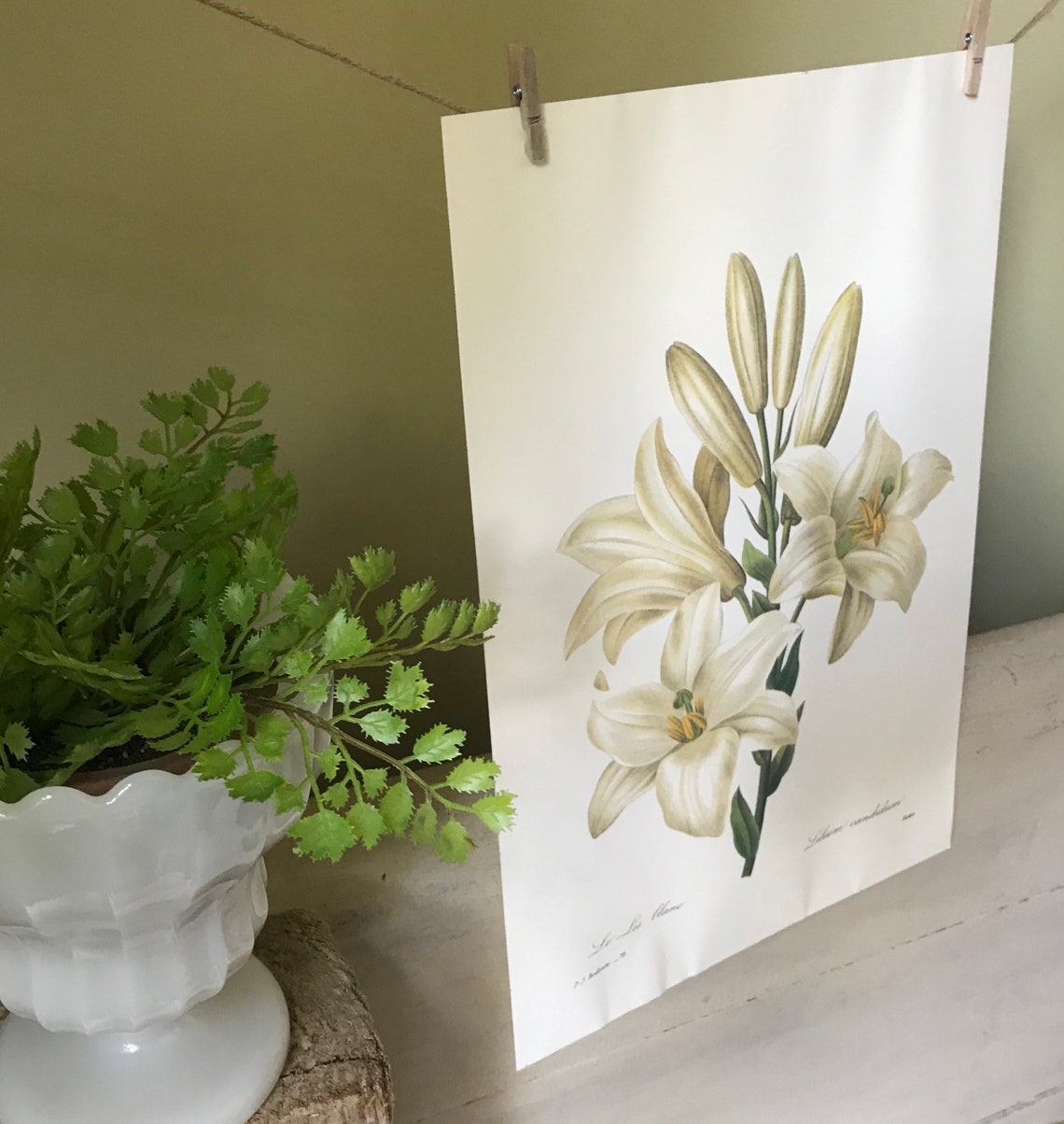 White Lily by Pierre-joseph Redoute Fine Art Botanical Print - Etsy Canada