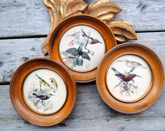 Vintage Lithograph Bird Prints: Set of Three, Circular Wood Frame - Etsy