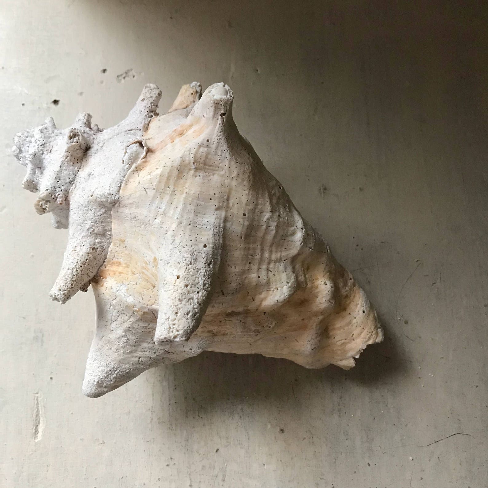 Conch Shell Nautical Beach Style Vintage Conch Seashell | Etsy