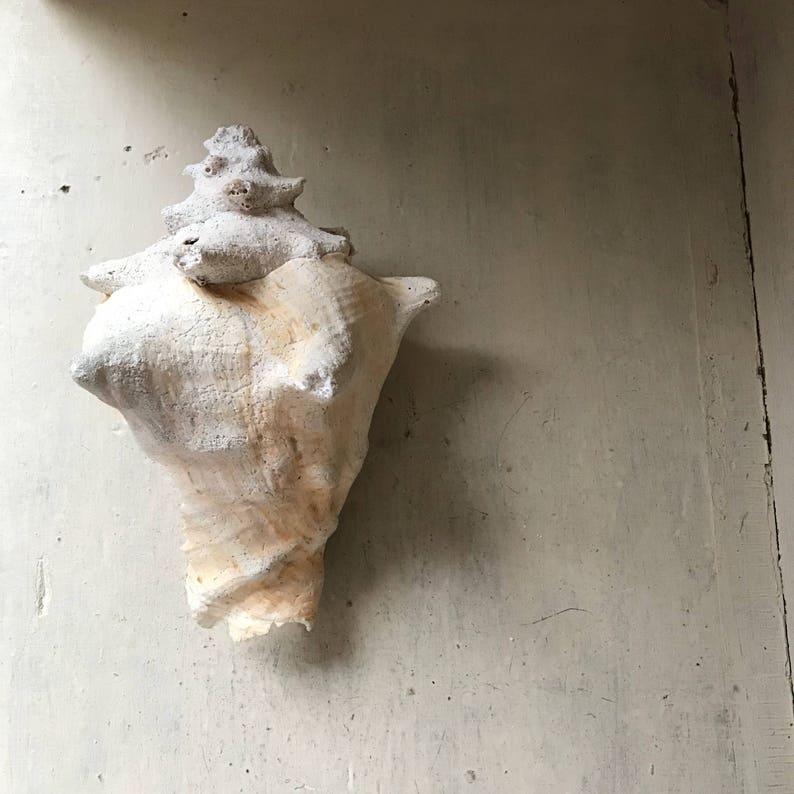 Conch Shell Nautical Beach Style Vintage Conch Seashell | Etsy