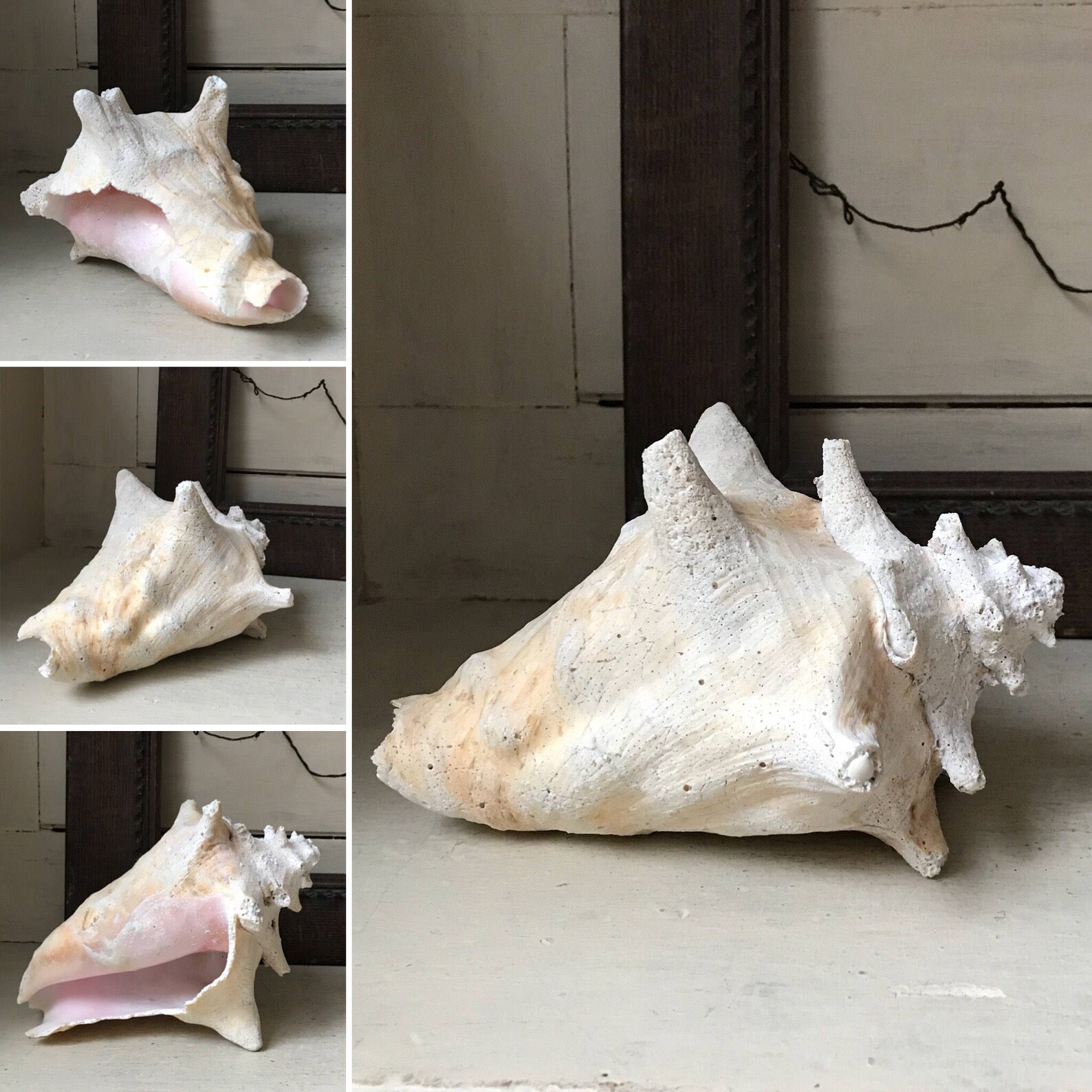 Conch Shell Nautical Beach Style Vintage Conch Seashell | Etsy