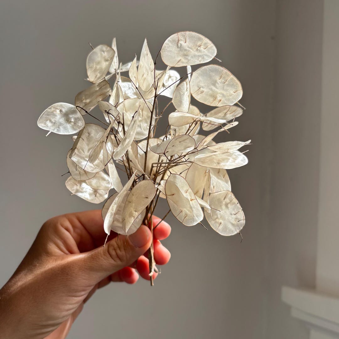 Dried Lunaria, Money Plant, Small Pieces, Bunch of 15 Stems. - Etsy