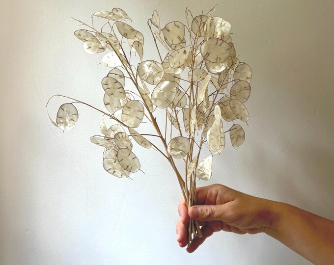 Dried Lunaria Money Plant Bunch - Etsy