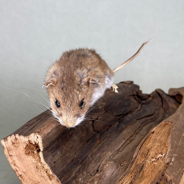 Field Mouse - Etsy
