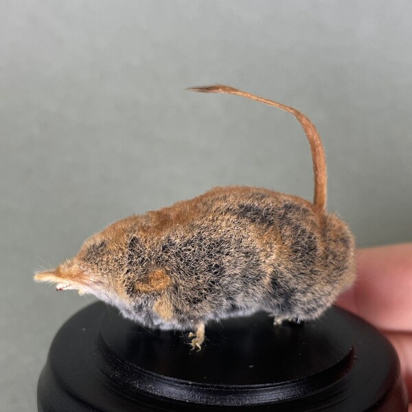 Shrew - Etsy