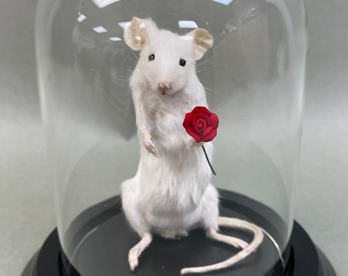 Taxidermy Mouse With Rose - Etsy
