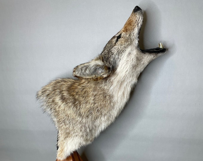 Howling Taxidermy Coyote Shoulder Mount Pedestal - Etsy