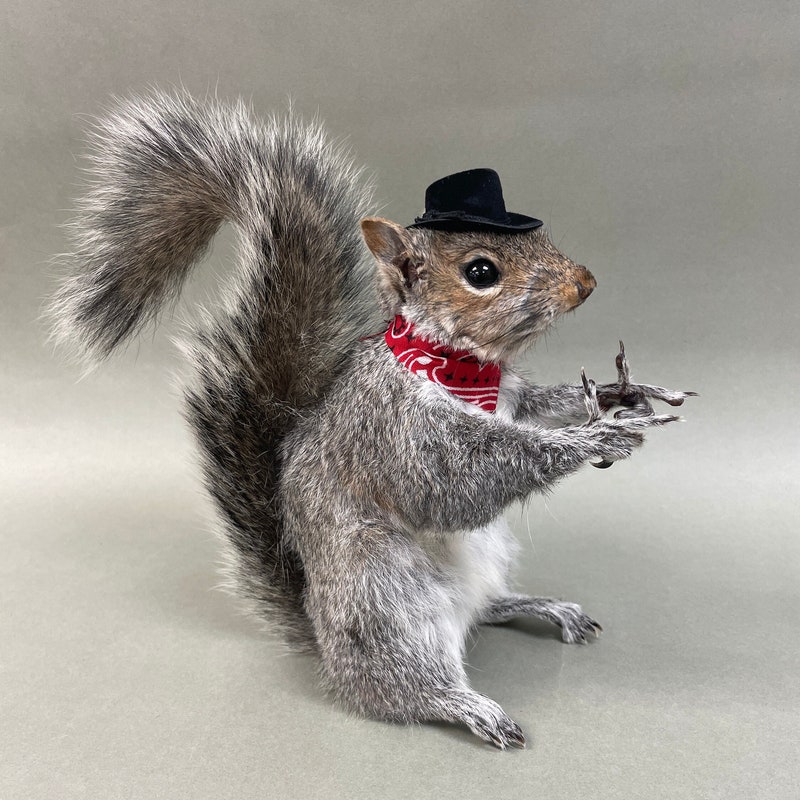 Taxidermy Squirrel - Etsy