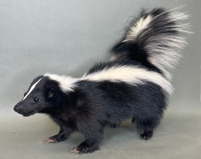 Taxidermy Skunk - Etsy
