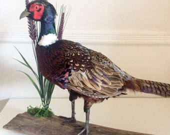 Pheasant decor | Etsy