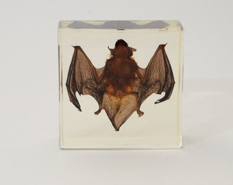 Taxidermy bat | Etsy