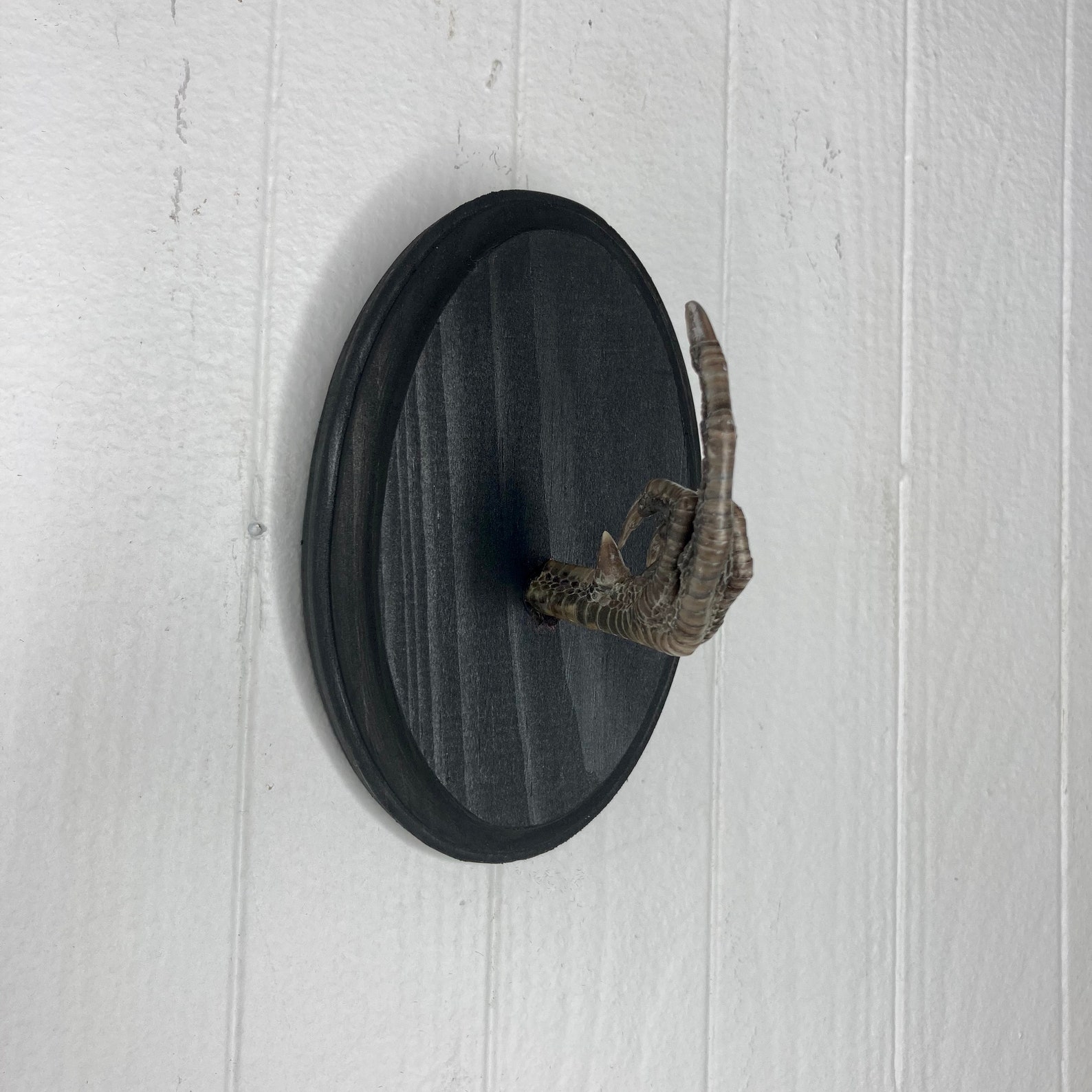 Taxidermy Middle Finger THE BIRD Pheasant Black Wood Wall - Etsy