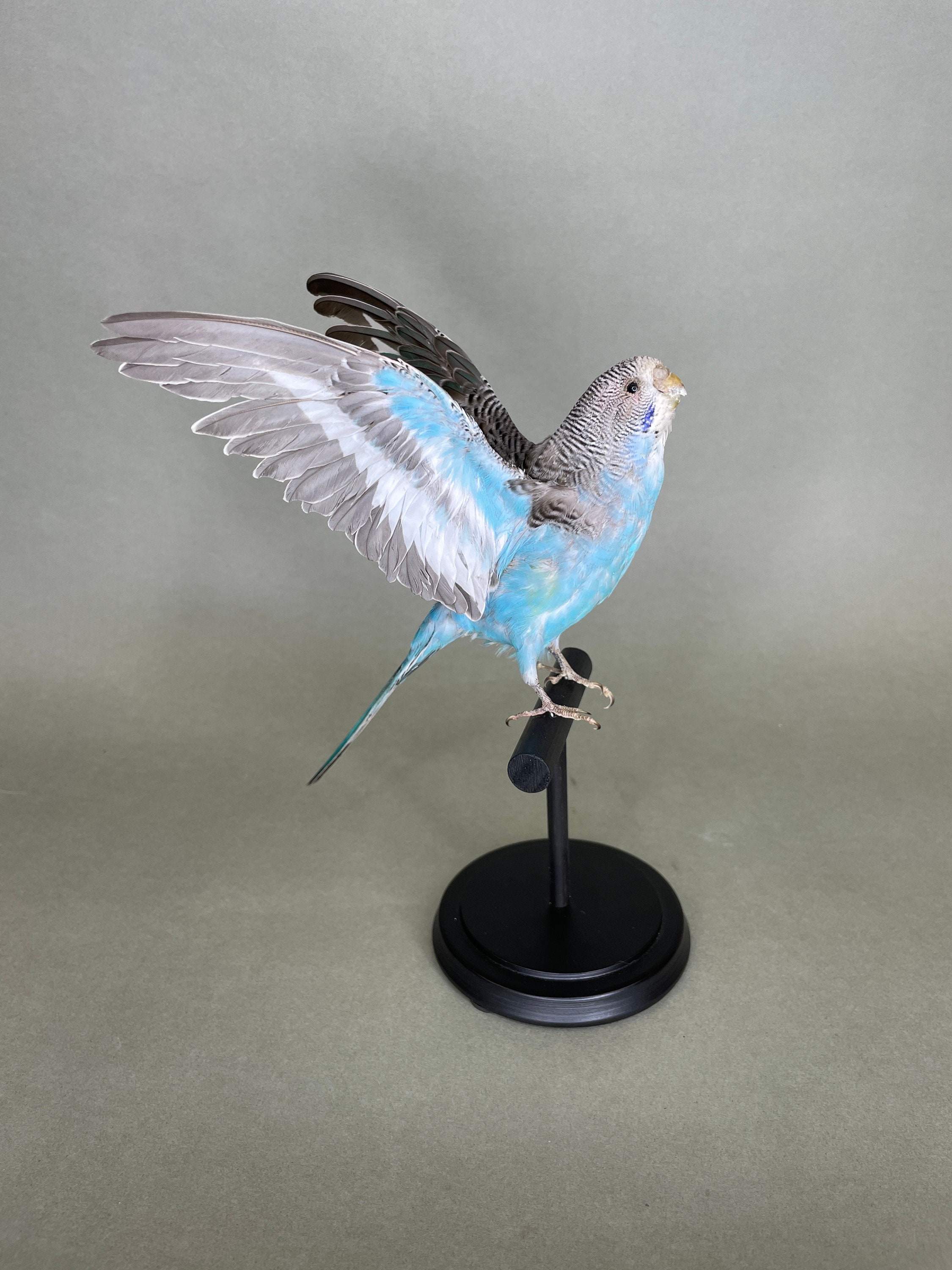 Canary Flying