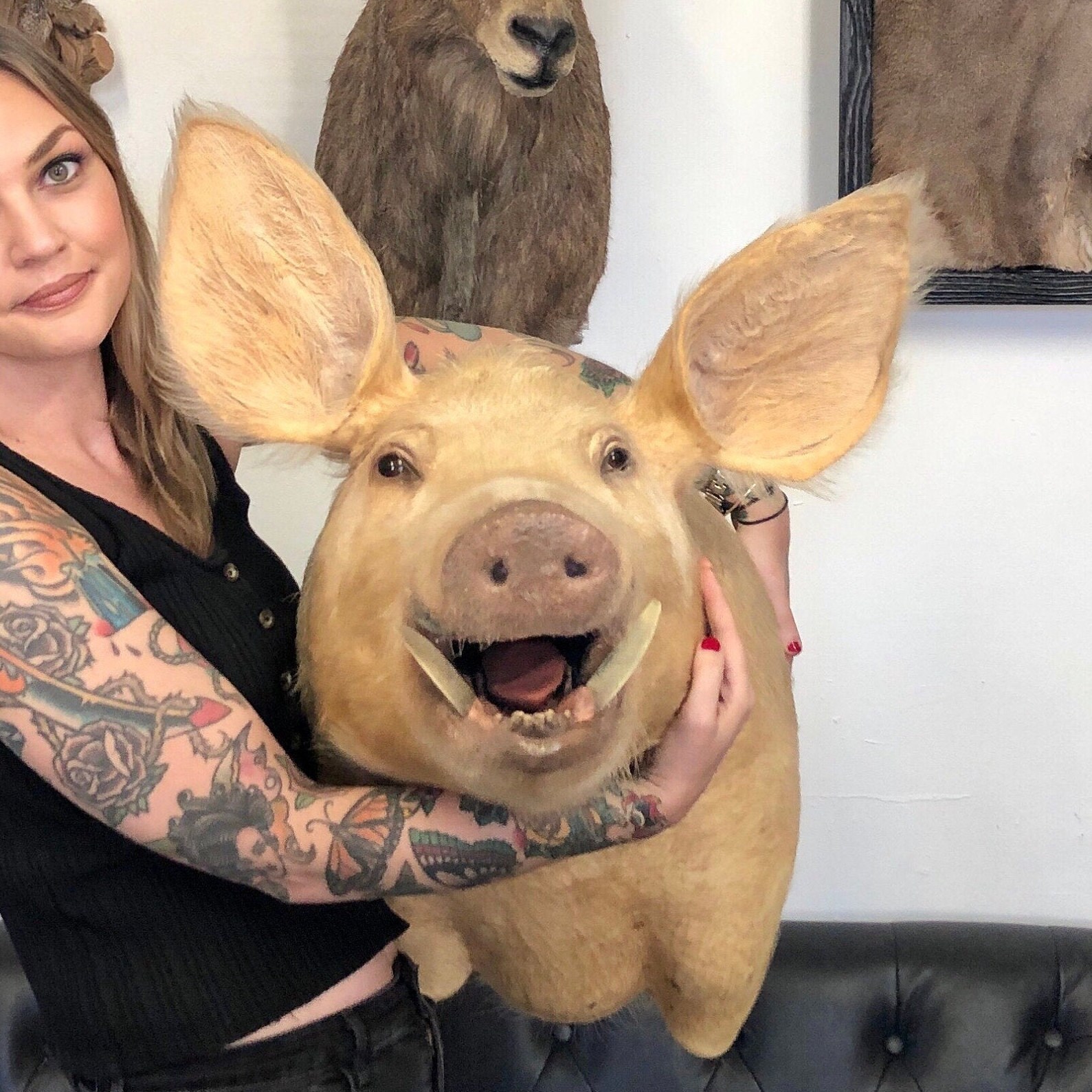 NYC PICKUP ONLY Huge Pig Taxidermy Shoulder Mount Happy | Etsy