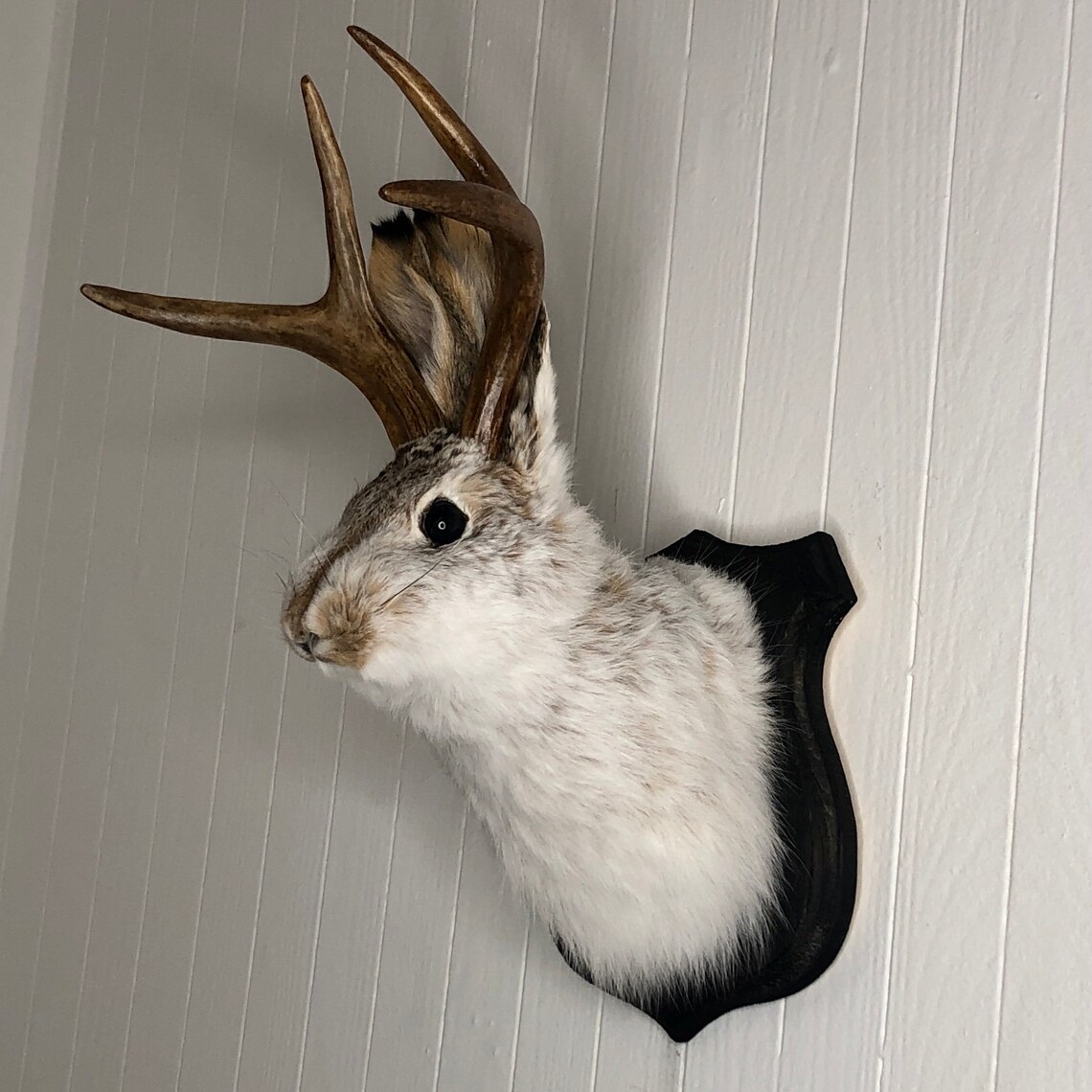 Taxidermy Jackalope on Traditional Black Wood Plaque | Etsy