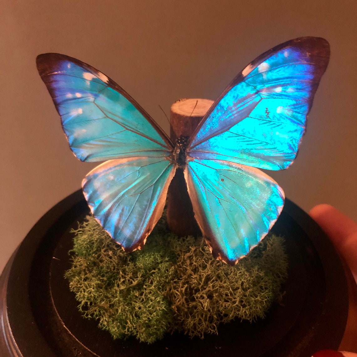 Real Blue Morpho Butterfly in Glass Dome - Etsy