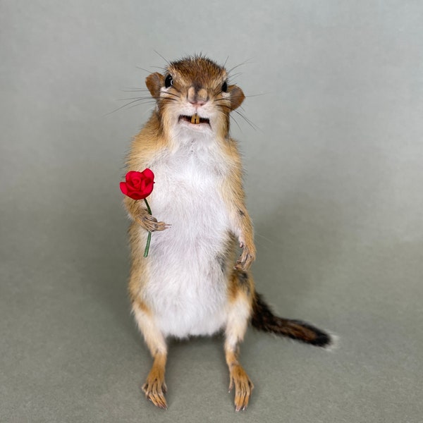 Taxidermy Chipmunk - Etsy