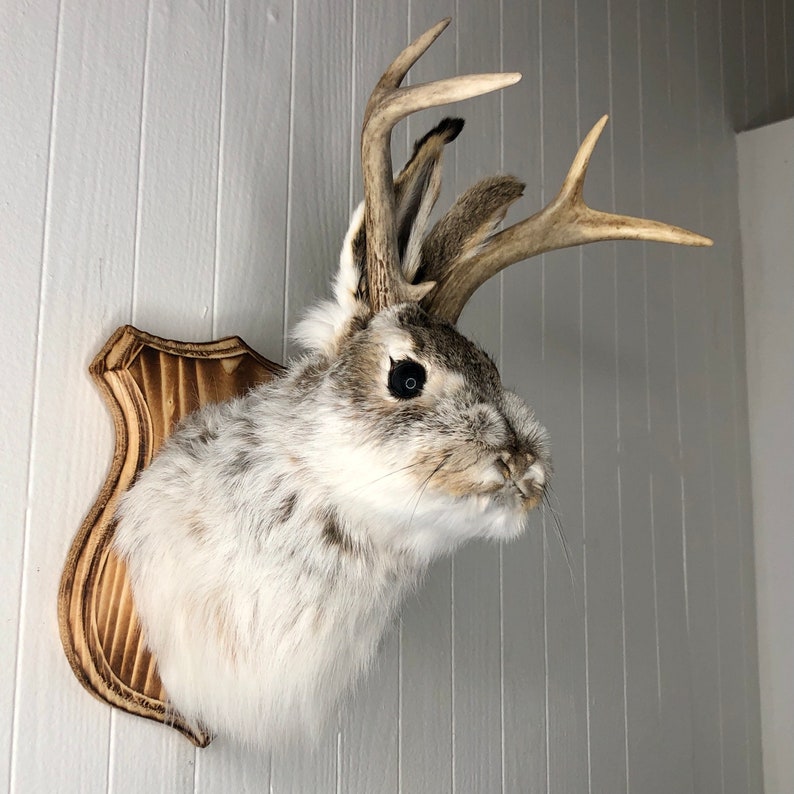 Taxidermy Jackalope on Traditional Wood Plaque - Etsy