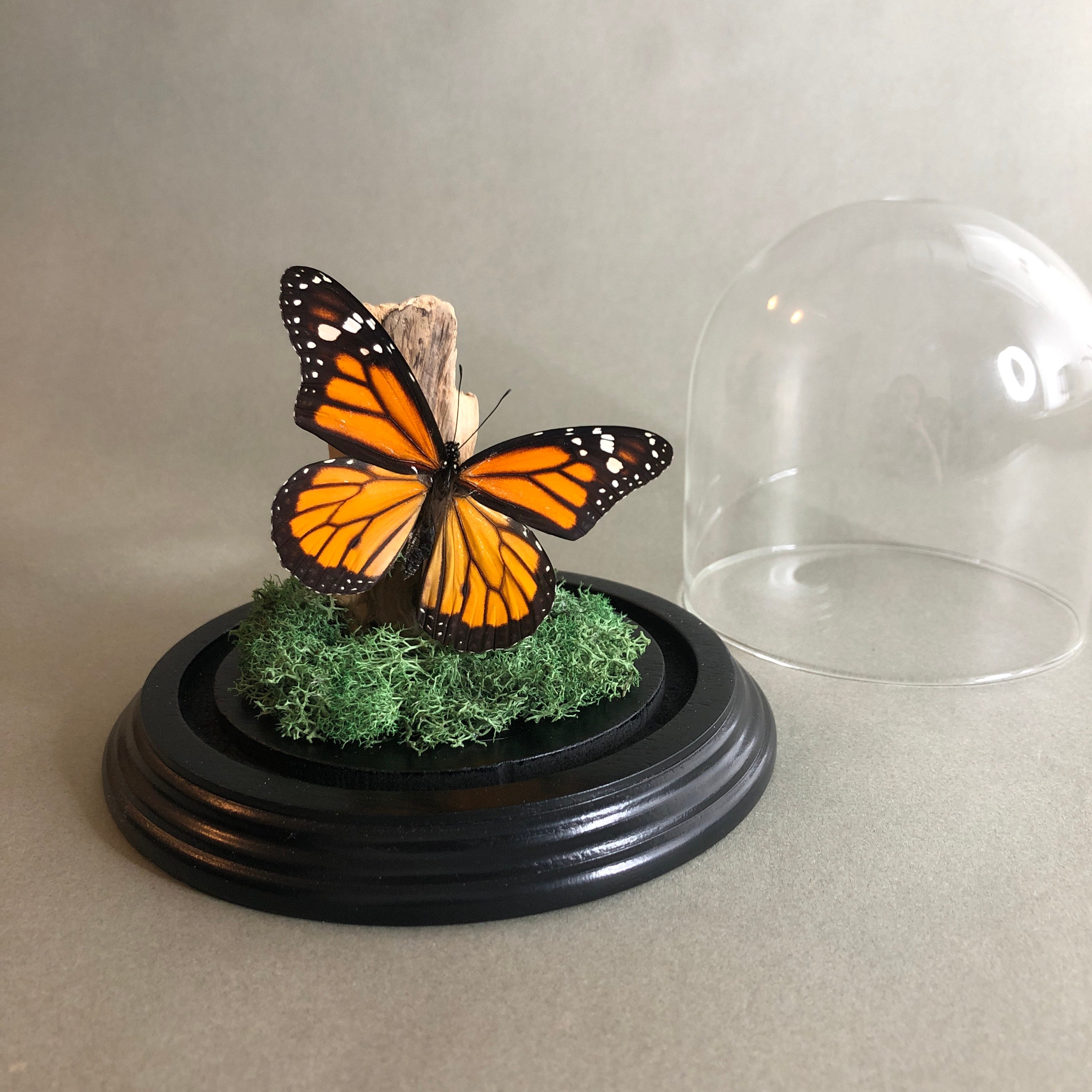 Real Monarch Butterfly Dome Two Butterflies in Bell Jar | Etsy
