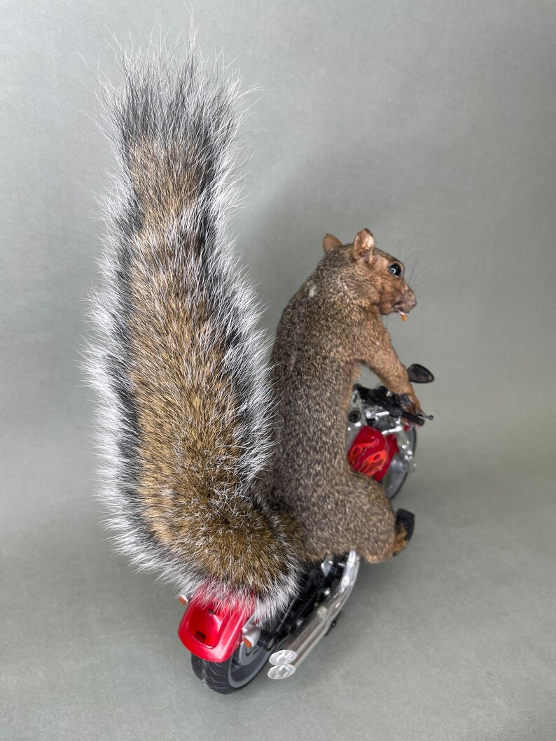 Taxidermy Squirrel Riding Motorcycle Harley Davidson - Etsy