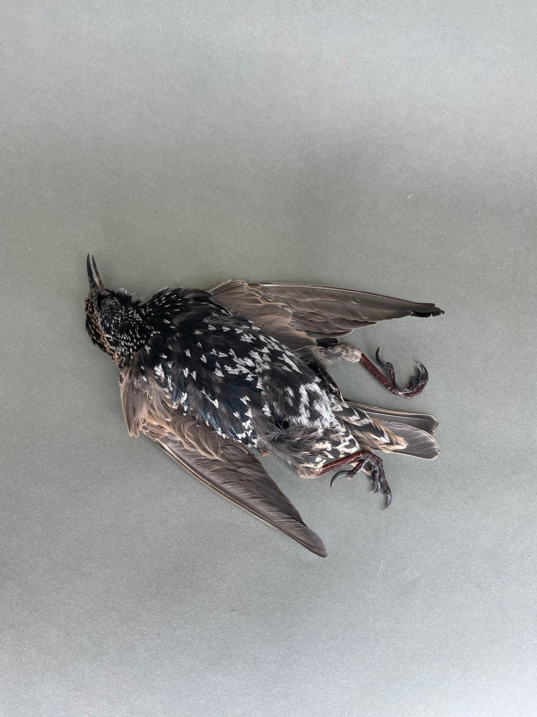 Taxidermy Starling Dead Mount Bird Prop - Etsy