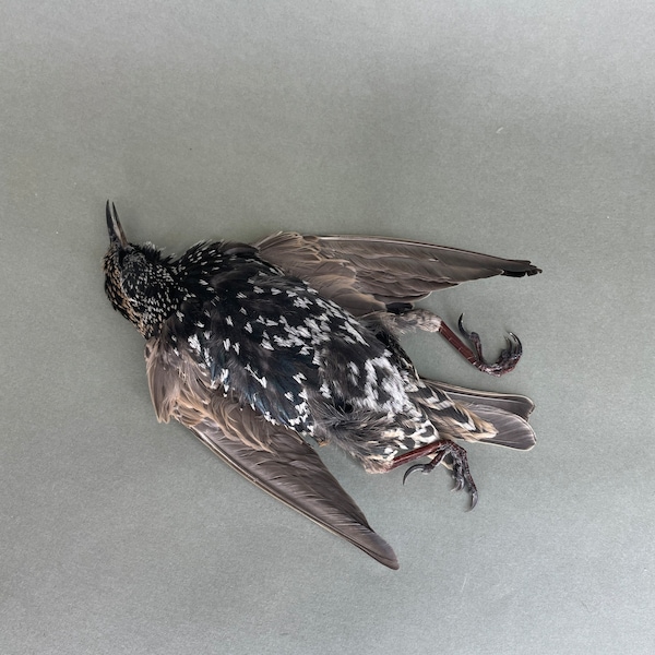 Bird Taxidermy - Etsy