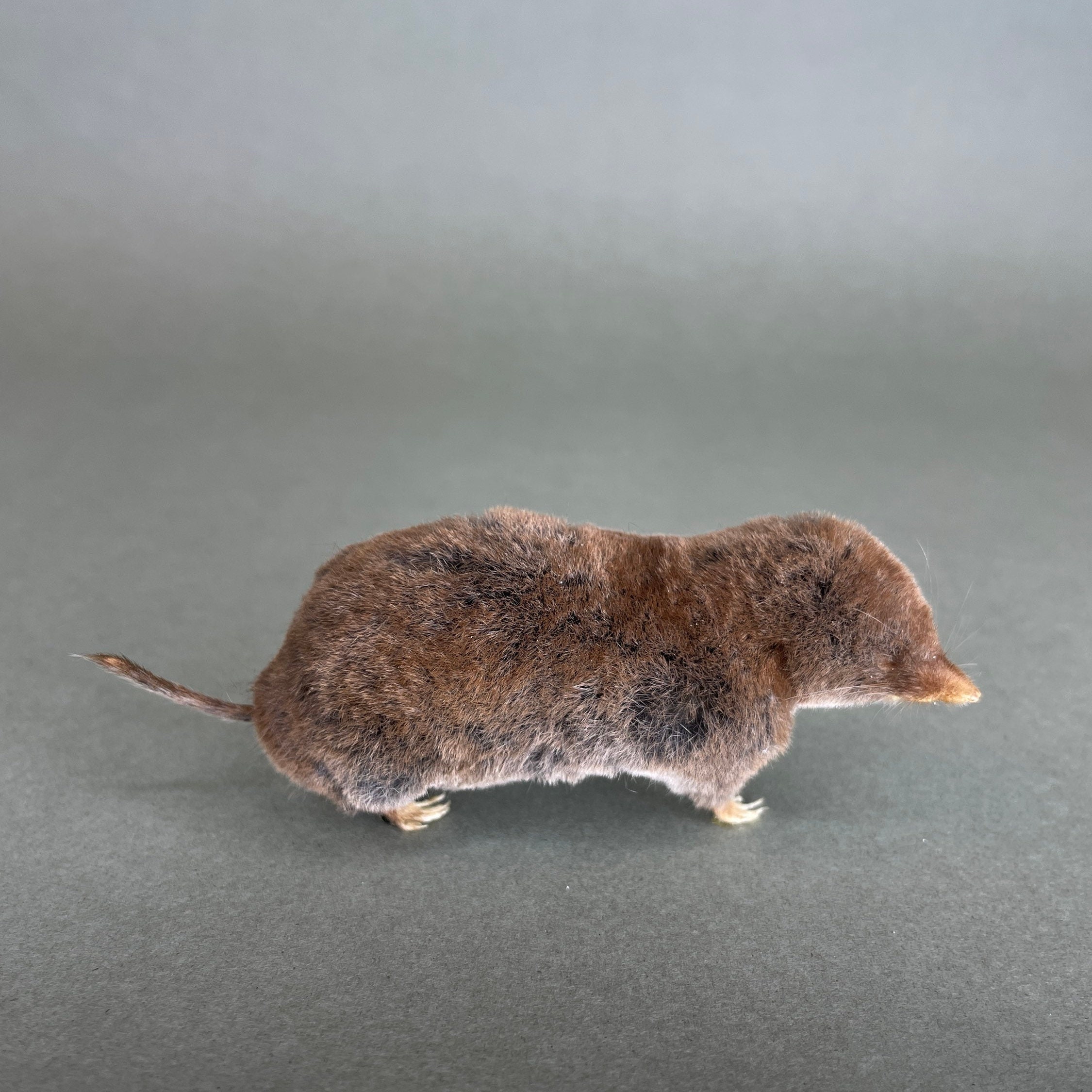 Southern Short Tailed Shrew