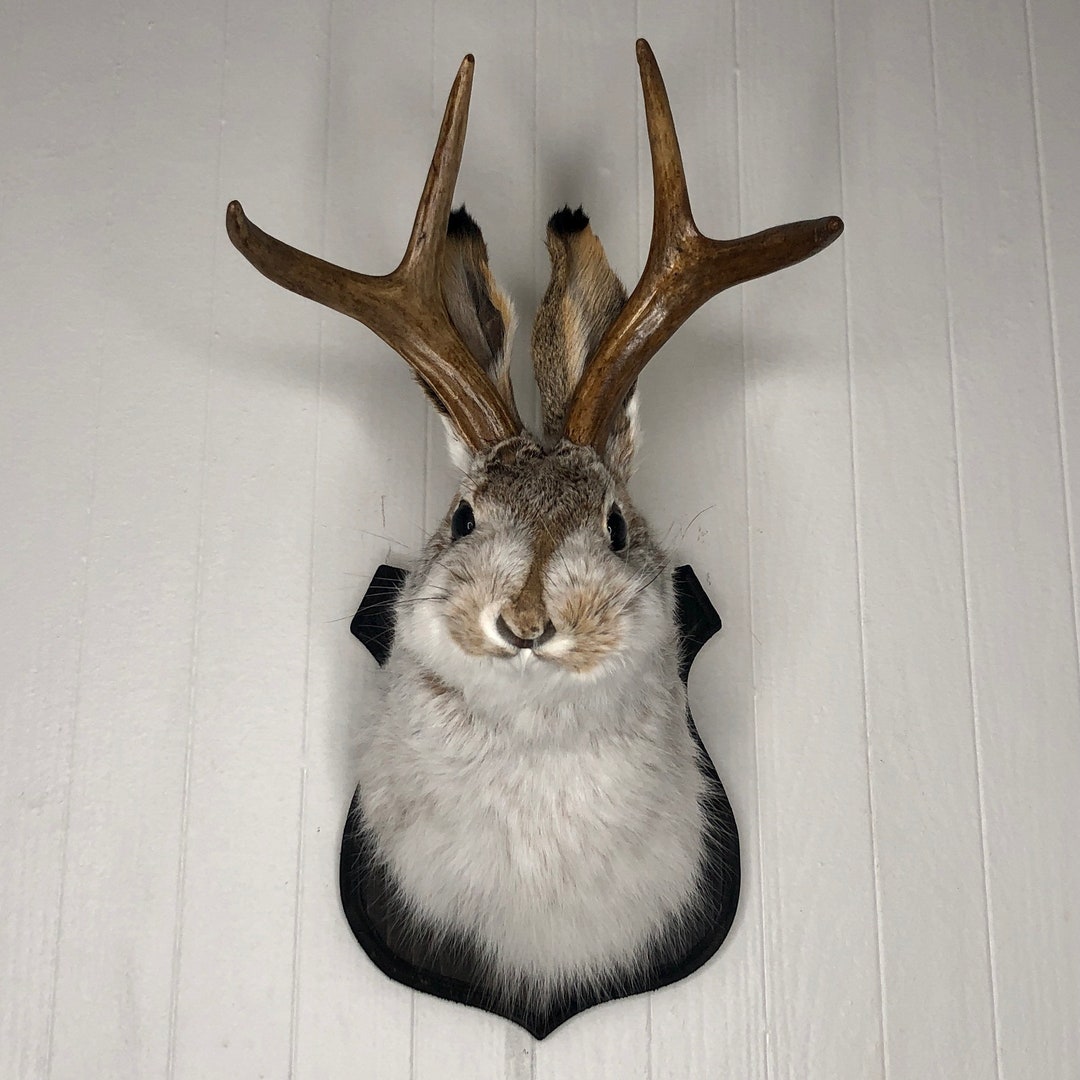Taxidermy Jackalope on Traditional Black Wood Plaque - Etsy