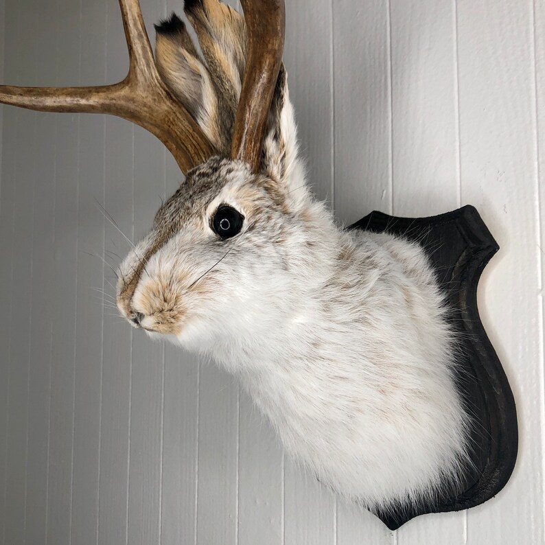 Taxidermy Jackalope on Traditional Black Wood Plaque | Etsy