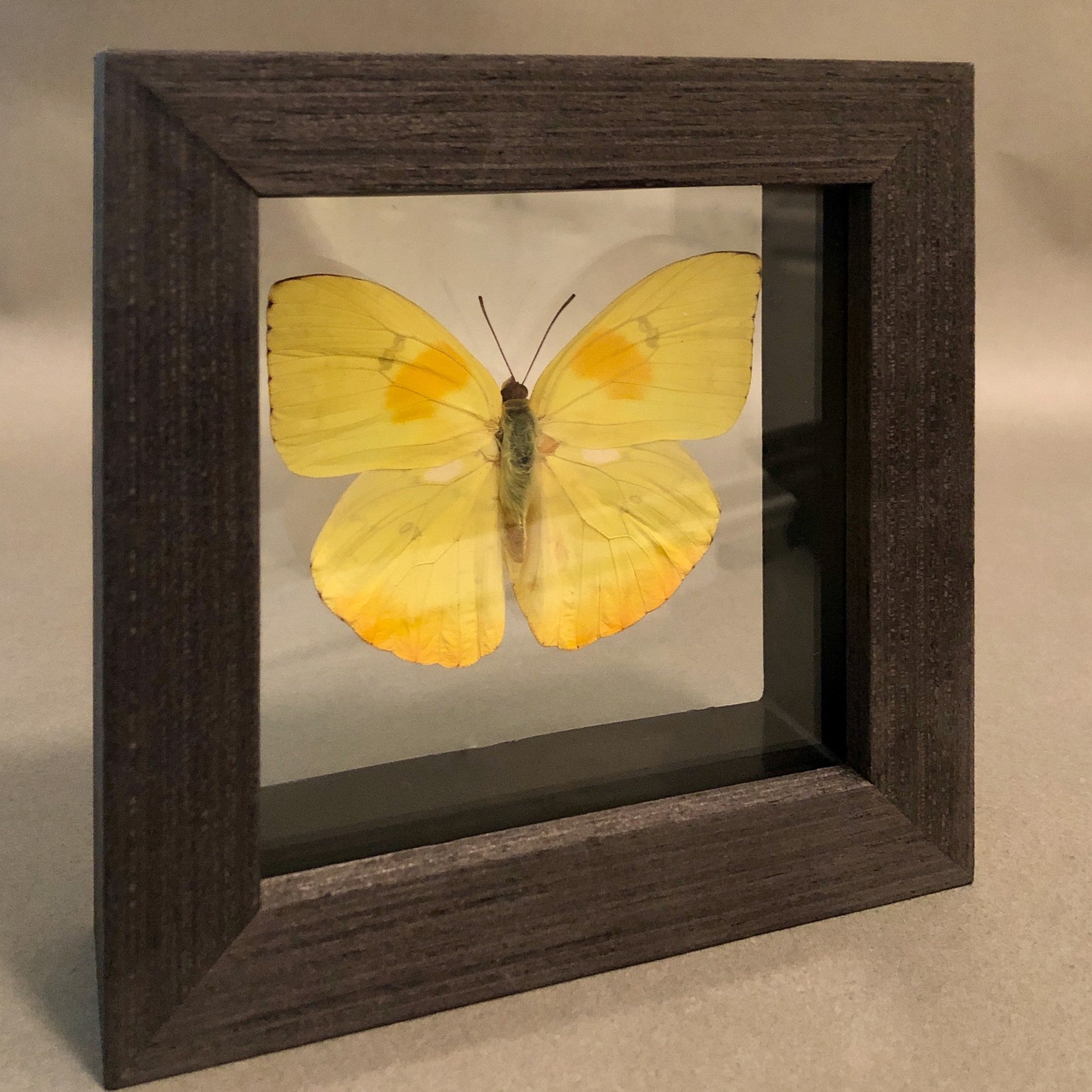 Real Yellow Butterfly in Black Wood Frame | Etsy