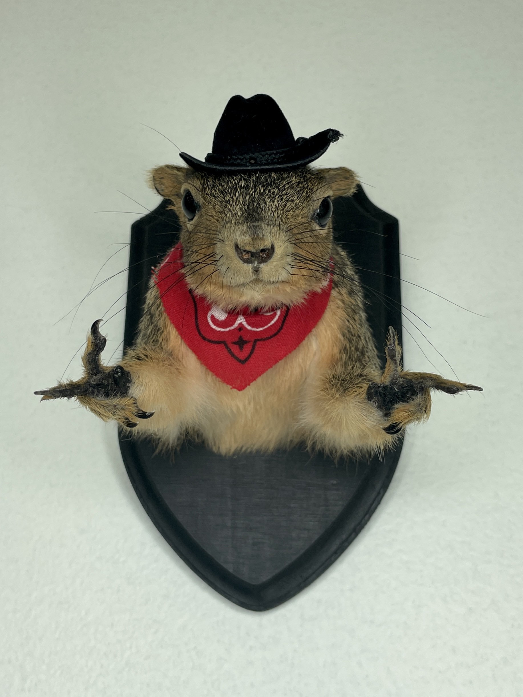 Cowboy Bandit Taxidermy Squirrel Western Country Finger Guns - Etsy