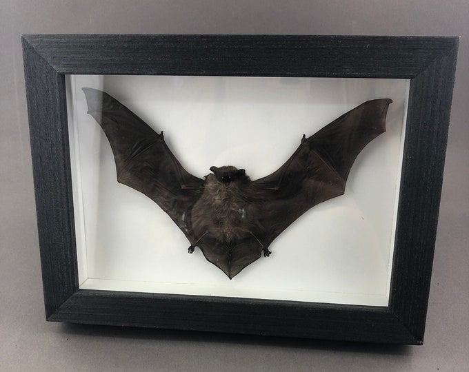 Taxidermy Bat in Black Frame - Etsy