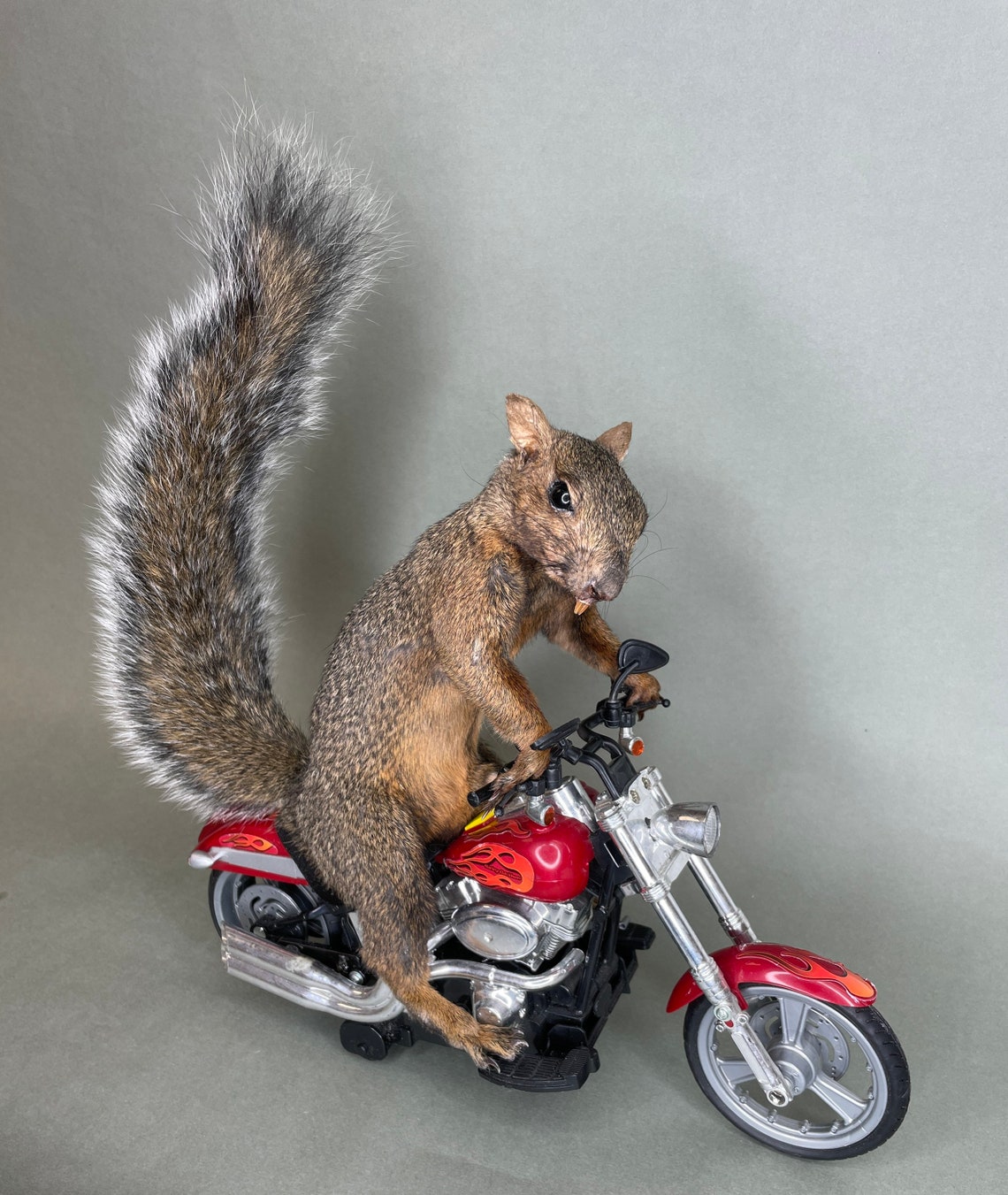 Taxidermy Squirrel Riding Motorcycle Harley Davidson - Etsy