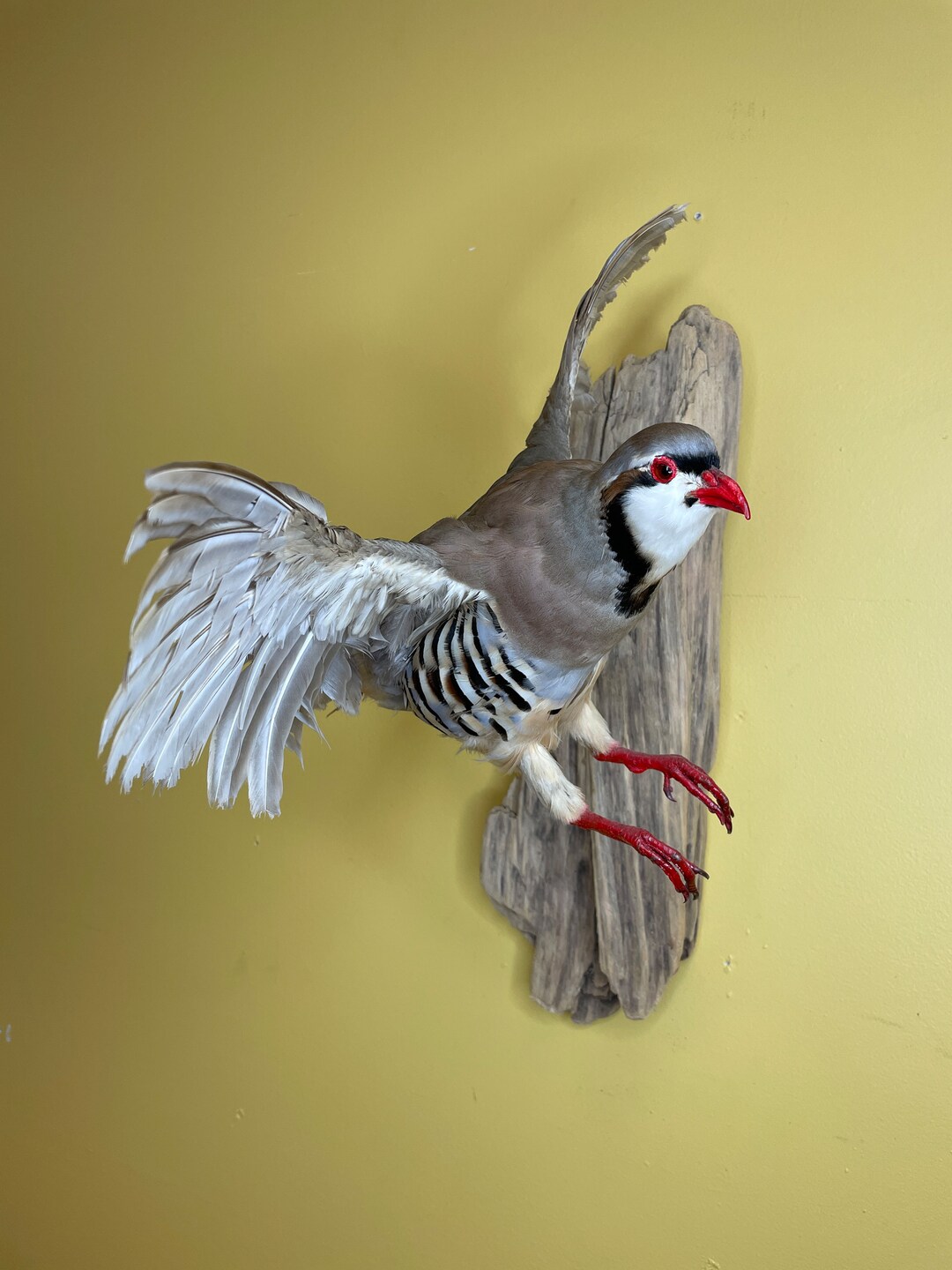 Taxidermy Chukar Flying Wall Mount - Etsy