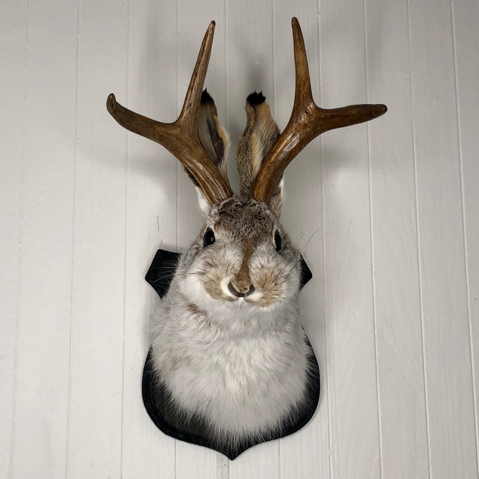 Taxidermy Jackalope on Traditional Black Wood Plaque - Etsy