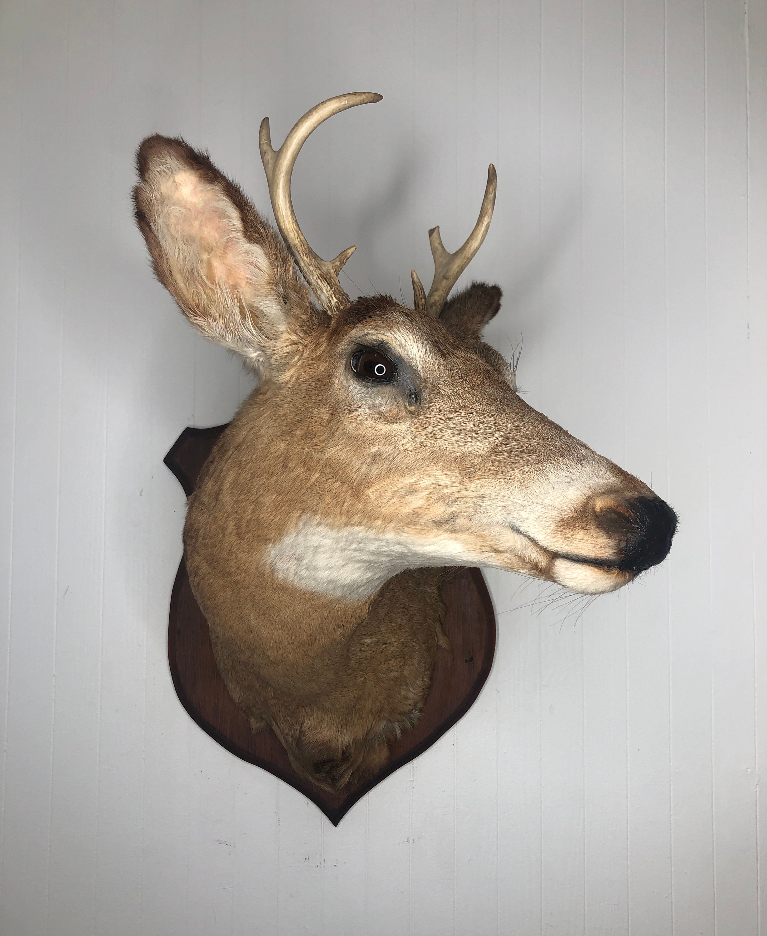 Mounted Buck Head