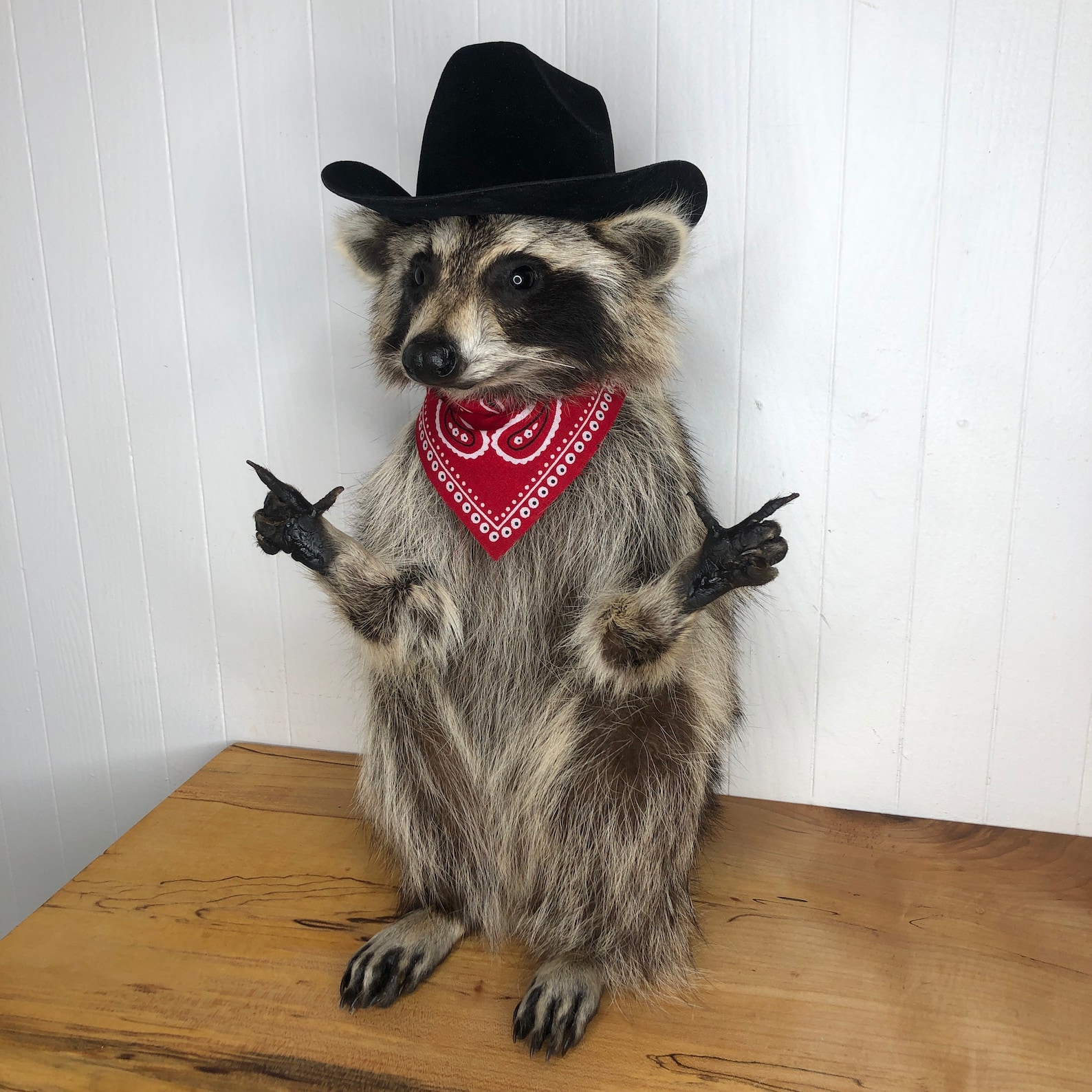 Taxidermy Raccoon Cowboy Finger Guns Outlaw - Etsy