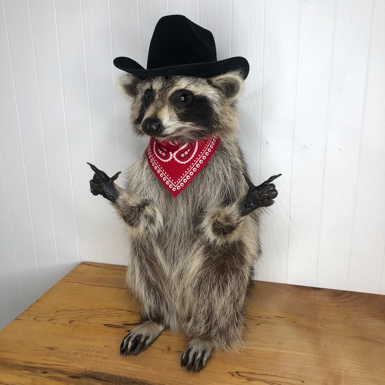 Taxidermy Raccoon Cowboy Finger Guns Outlaw - Etsy