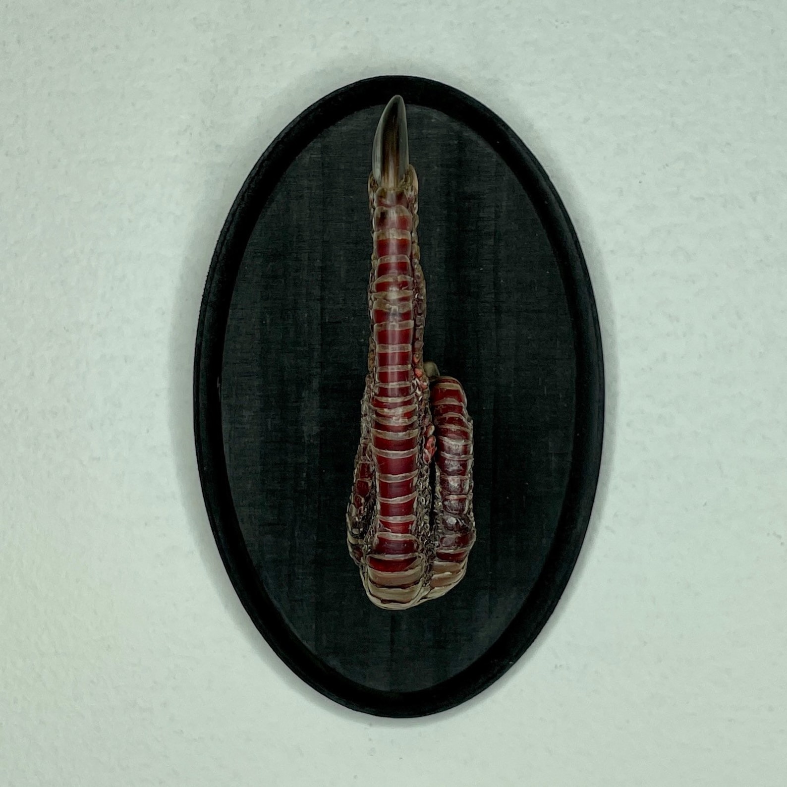 XL Taxidermy Middle Finger THE BIRD Turkey Black Wood Wall - Etsy