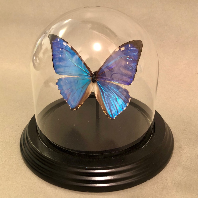 Real Blue Morpho Butterfly Taxidermy in Glass Dome | Etsy