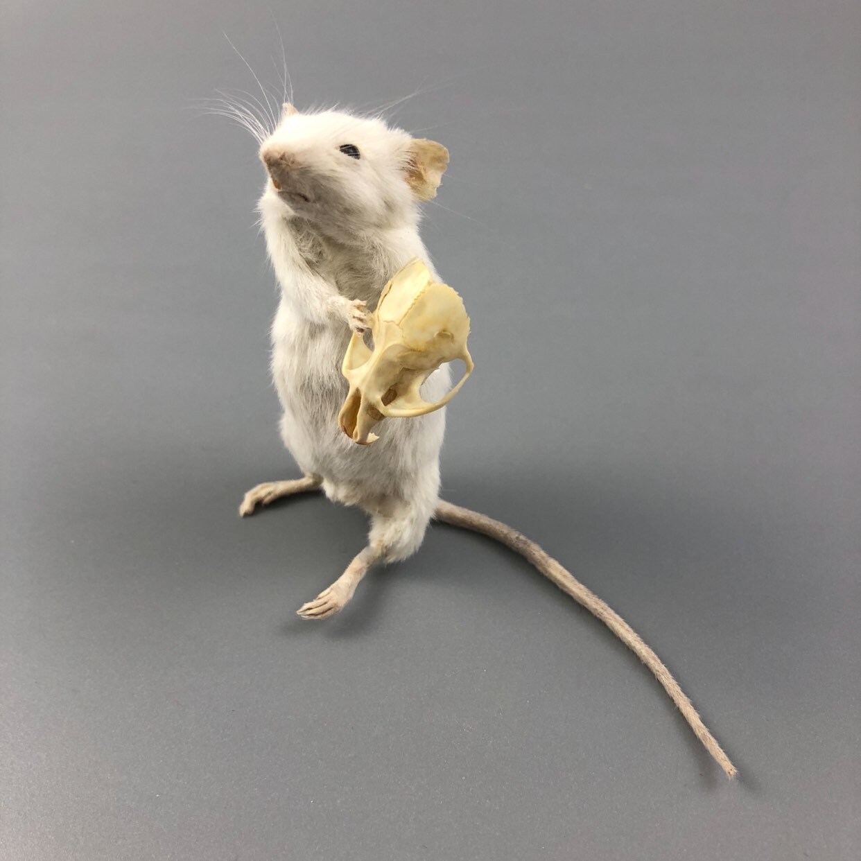Taxidermy Mouse Holding Mouse Skull - Etsy