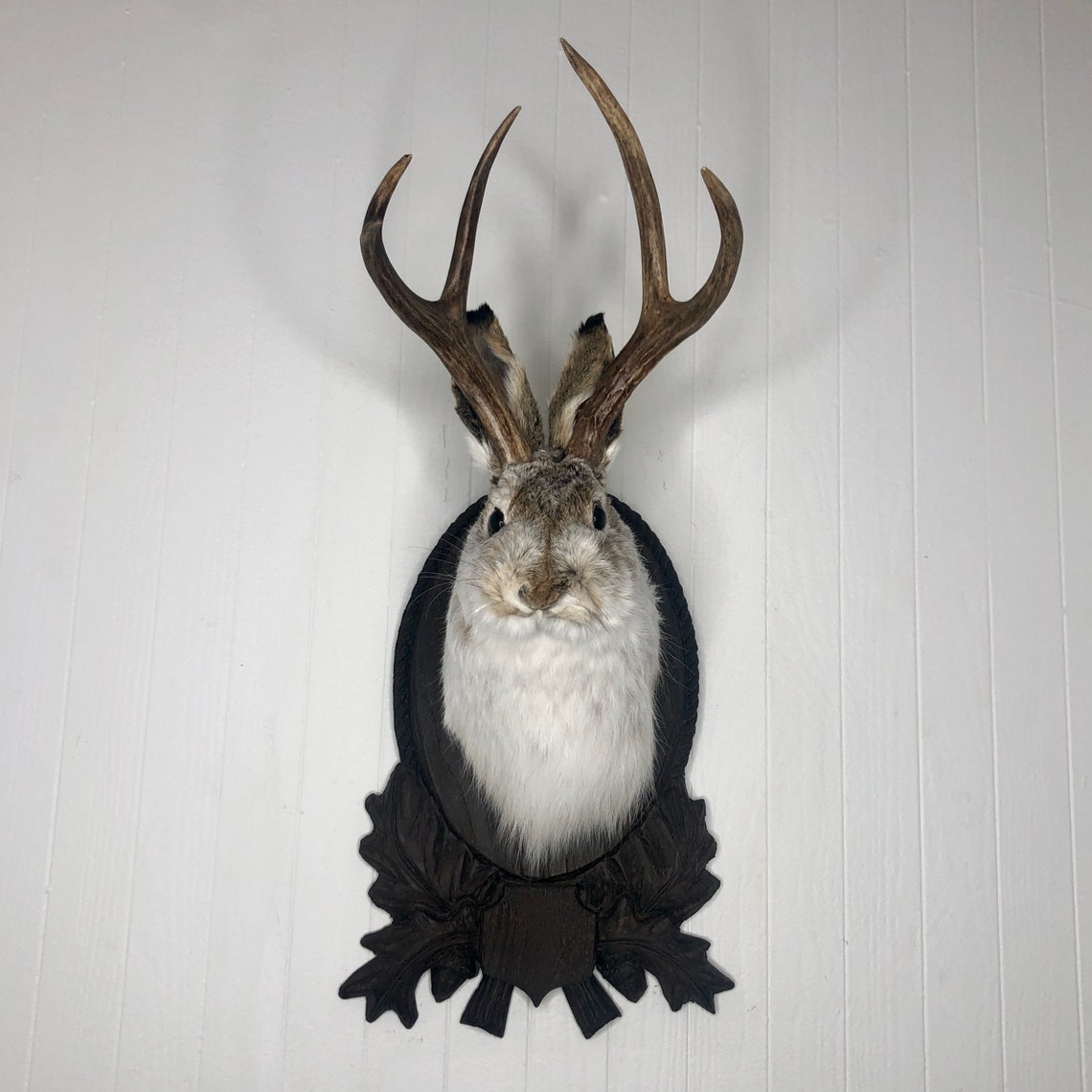 Taxidermy Jackalope on German Carved Plaque - Etsy