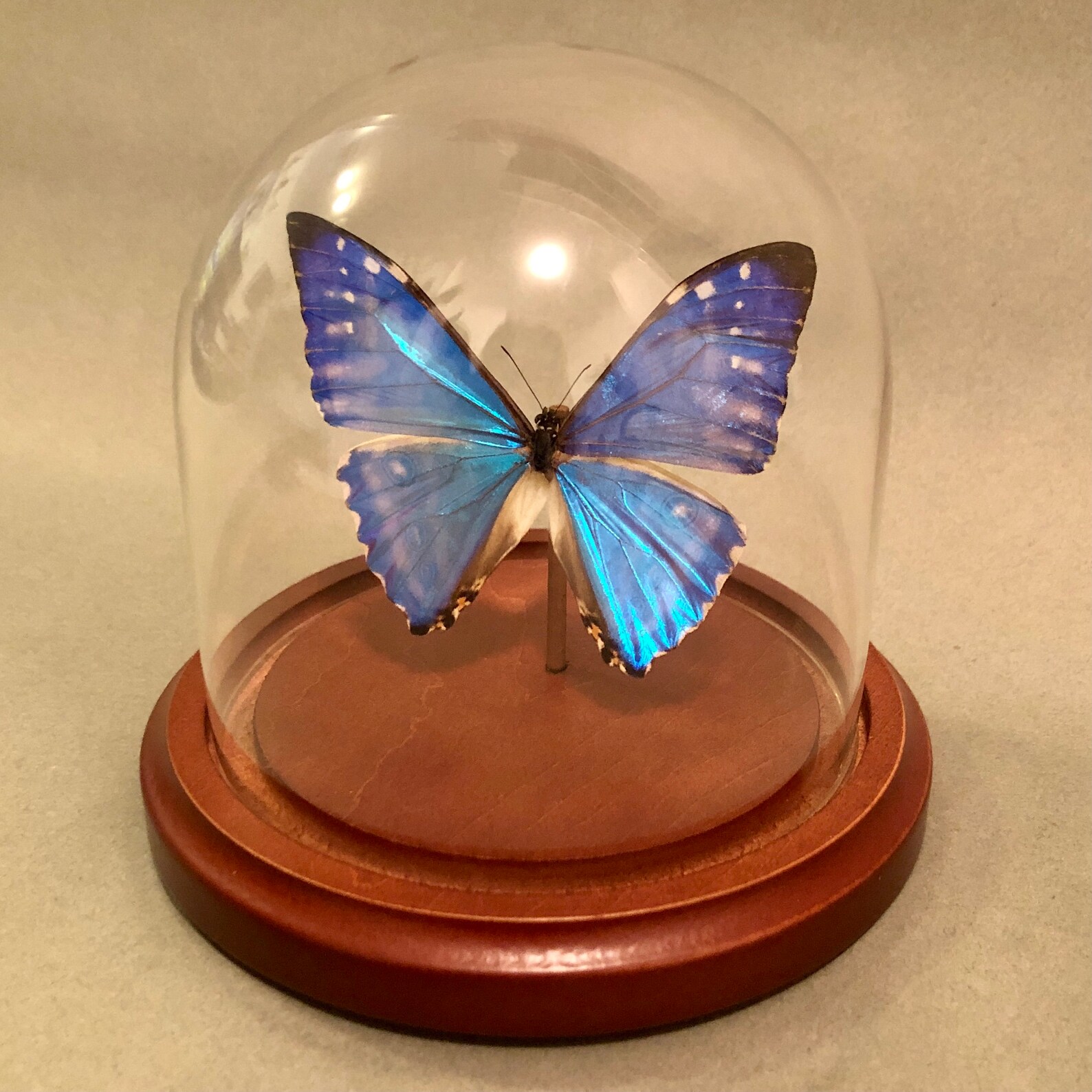 Real Blue Morpho Butterfly Taxidermy in Glass Dome | Etsy