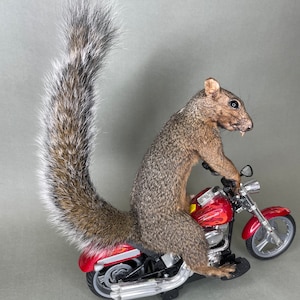 Taxidermy Squirrel Riding Motorcycle Harley Davidson - Etsy